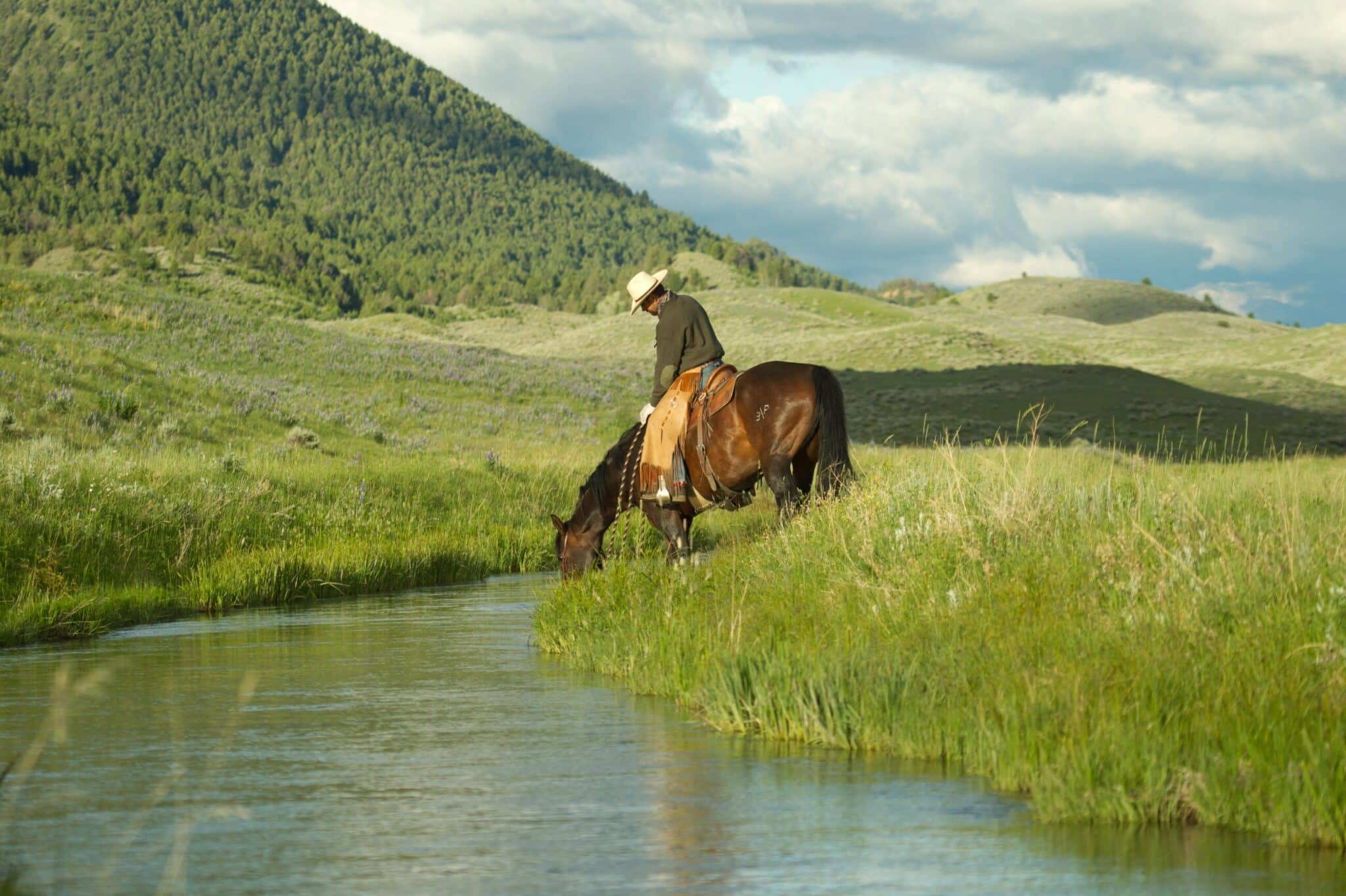 Cattle Drives: The Epic Journey that Shaped the American West | Swan ...